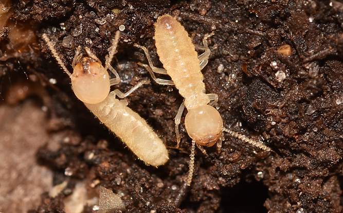 Formosan subterranean termites in Texas - Bio-Tech Pest Control ...