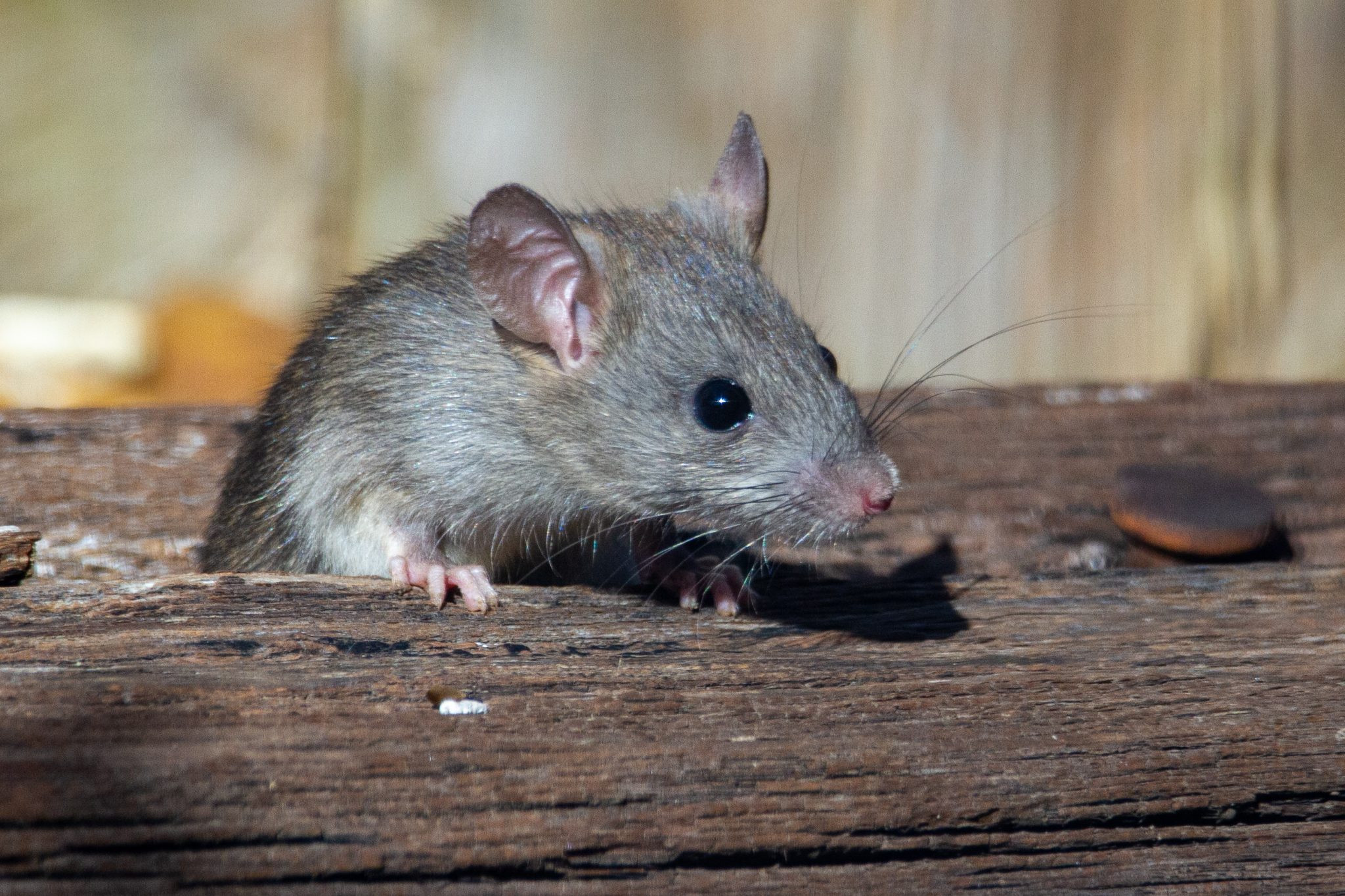 Controlling Rodent Problems - Bio-Tech Pest Control